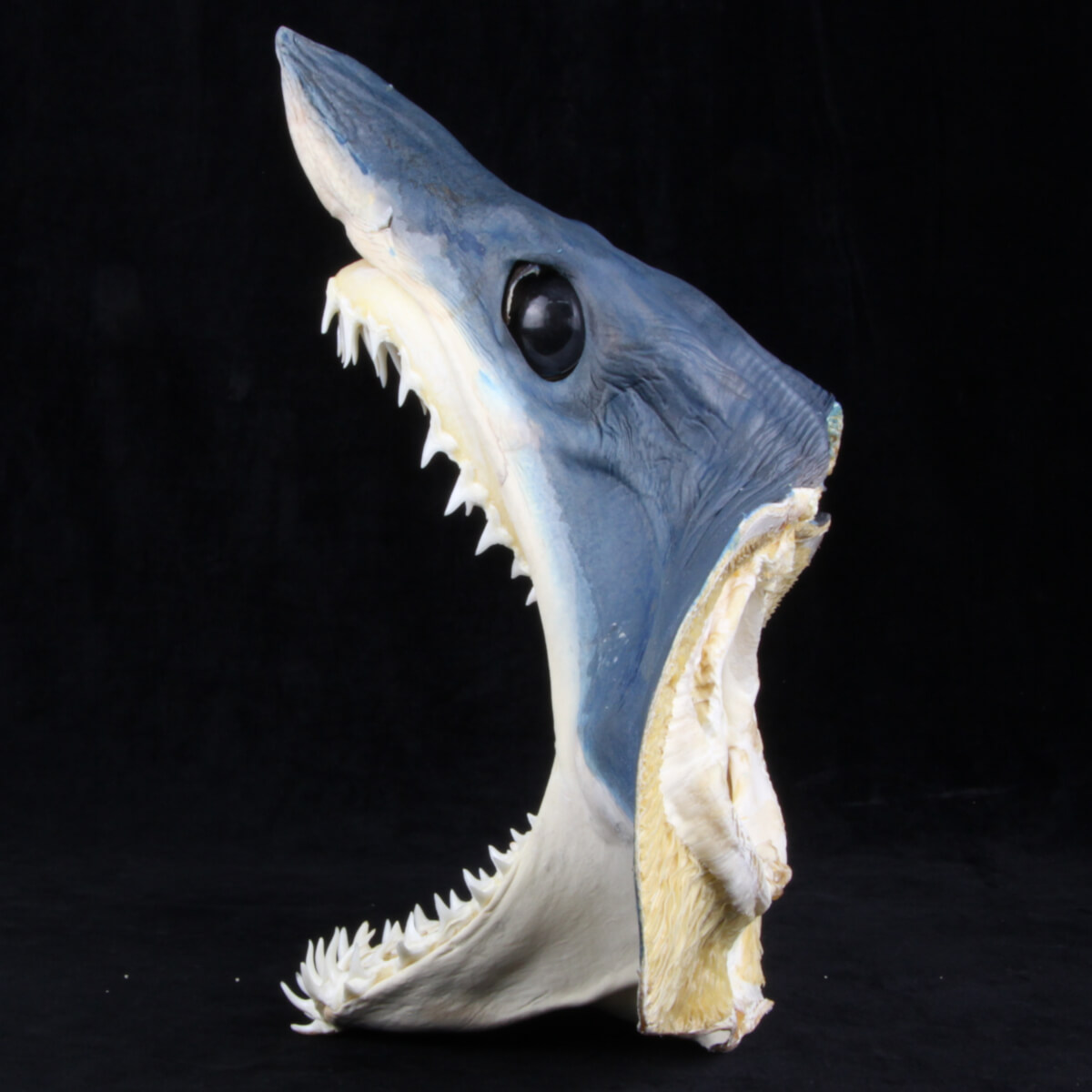 Tête de Requin Mako - Madagascar