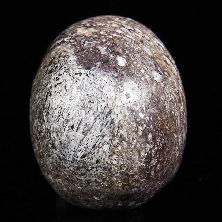 Crâne d'os fossile de dinosaure Sauropoda - États-Unis