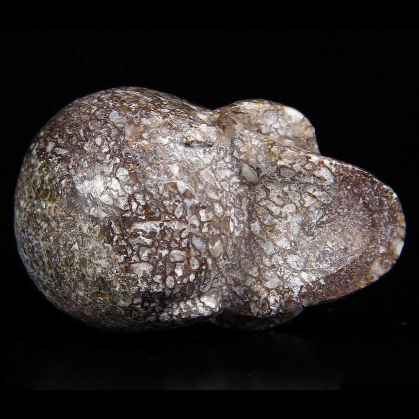 Crâne d'os fossile de dinosaure Sauropoda - États-Unis