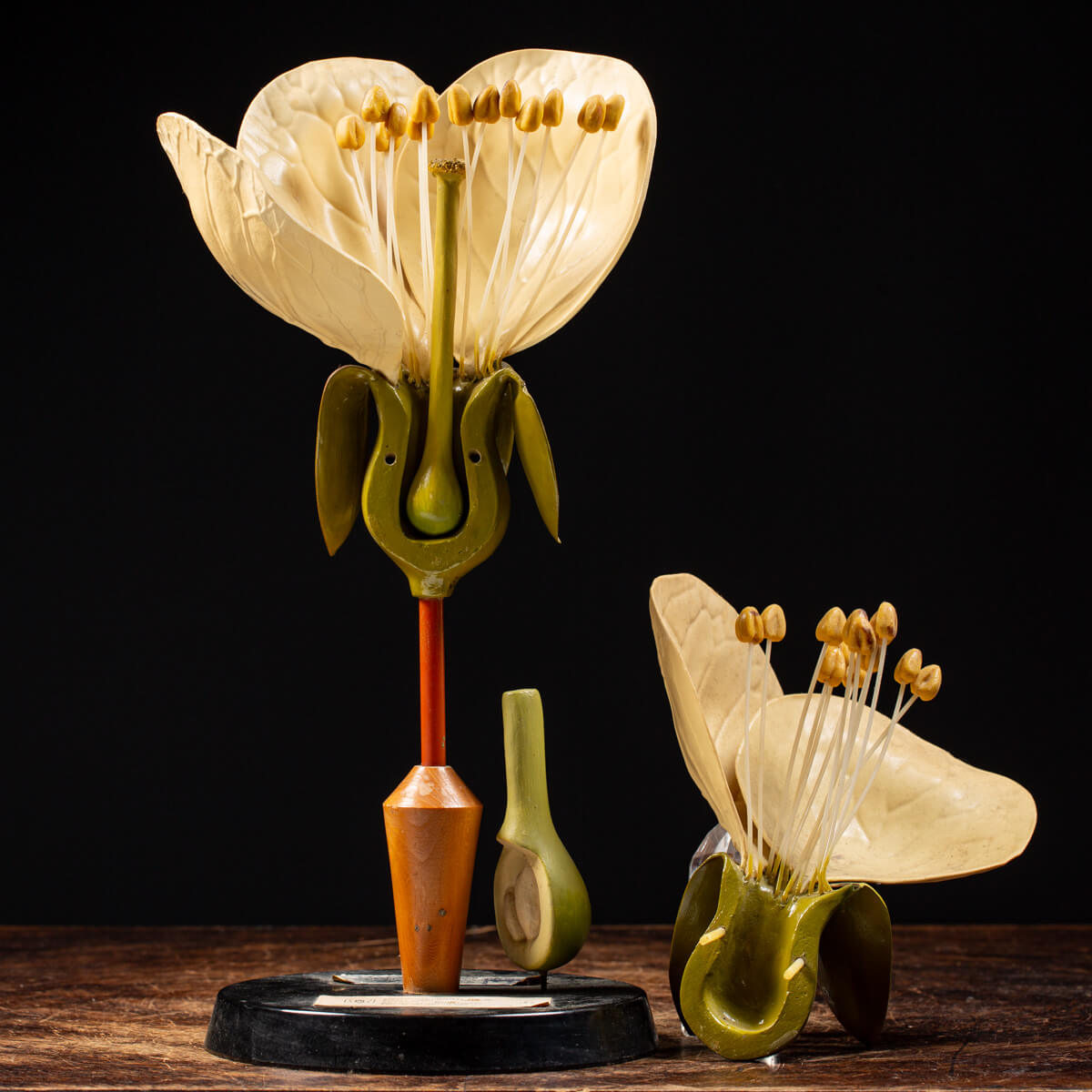 Modèle de plante anatomique antique