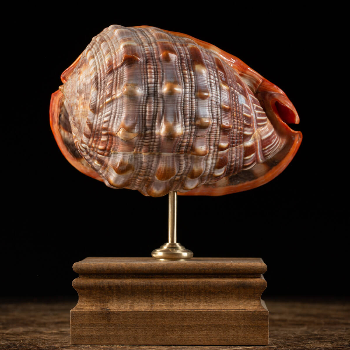 Cassis Rufa auf handgefertigtem Sockel