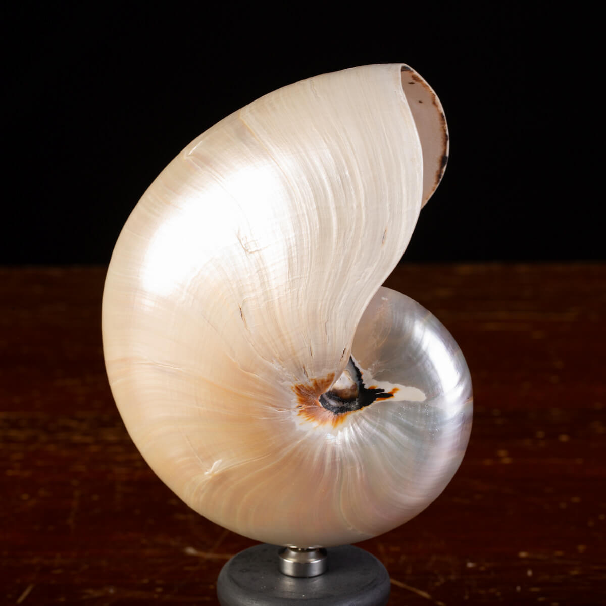 Nautilus Pompilius Mother-of-Pearl: Vintage Elegance from the Depths of ...