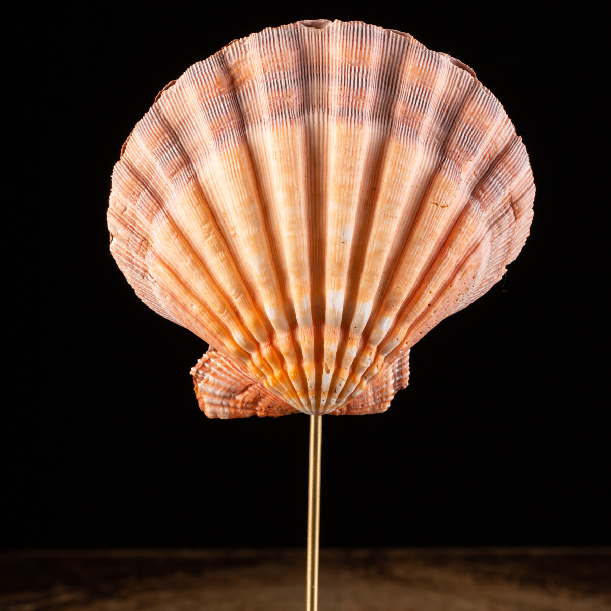 Pecten Subnodosus su Piedistallo - Messico