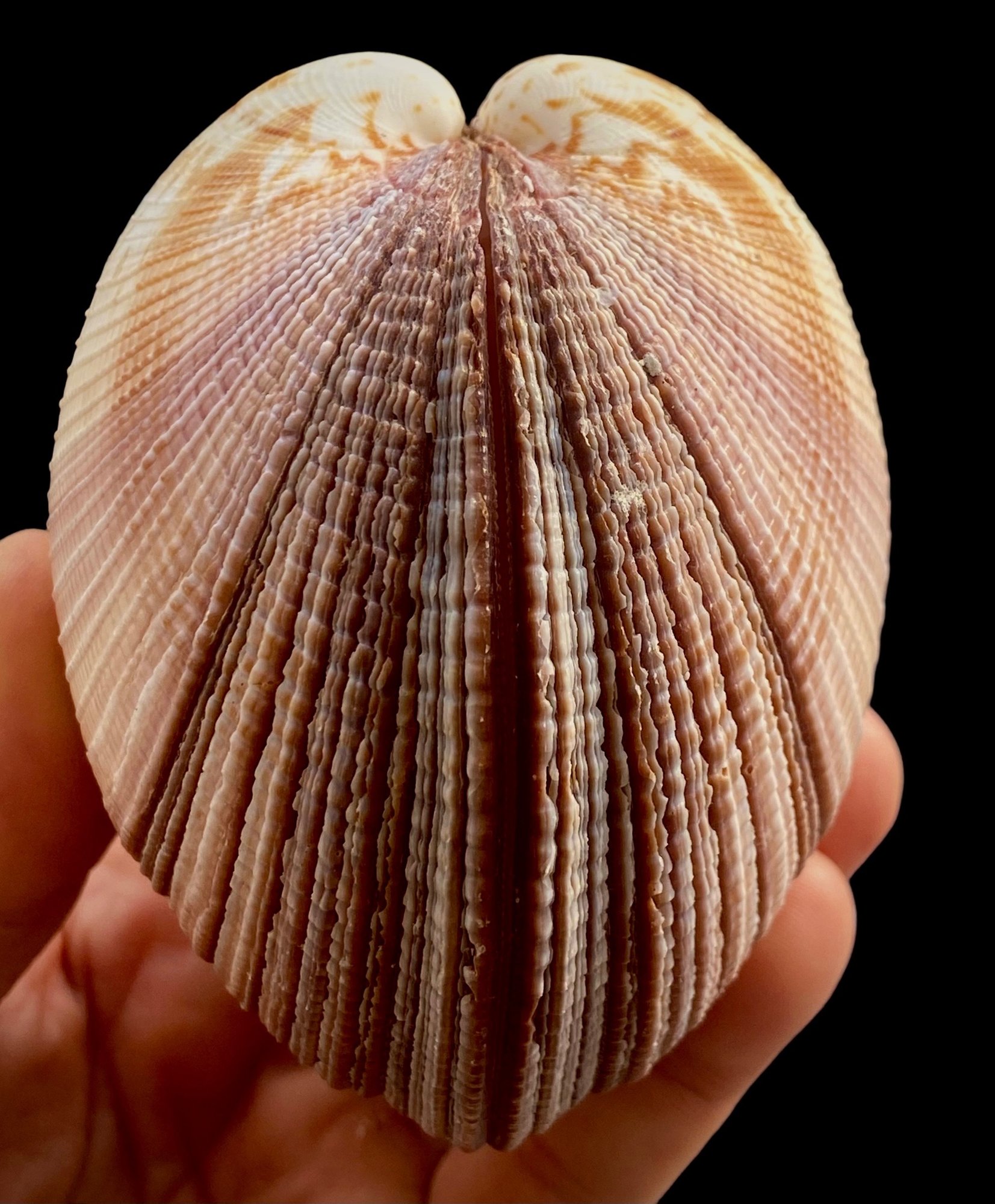 Antigona Magnifica