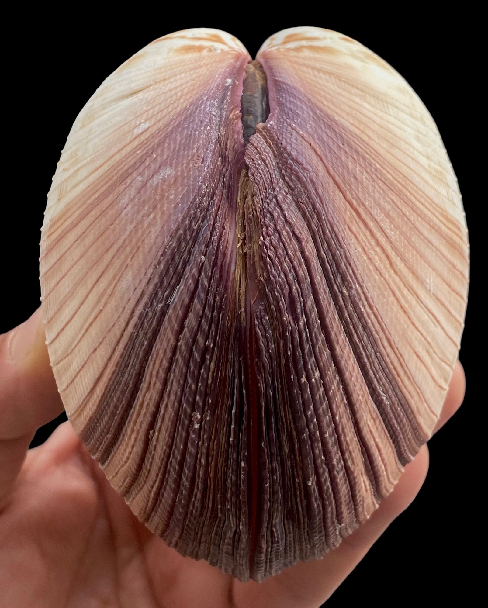 Antigona Magnifica