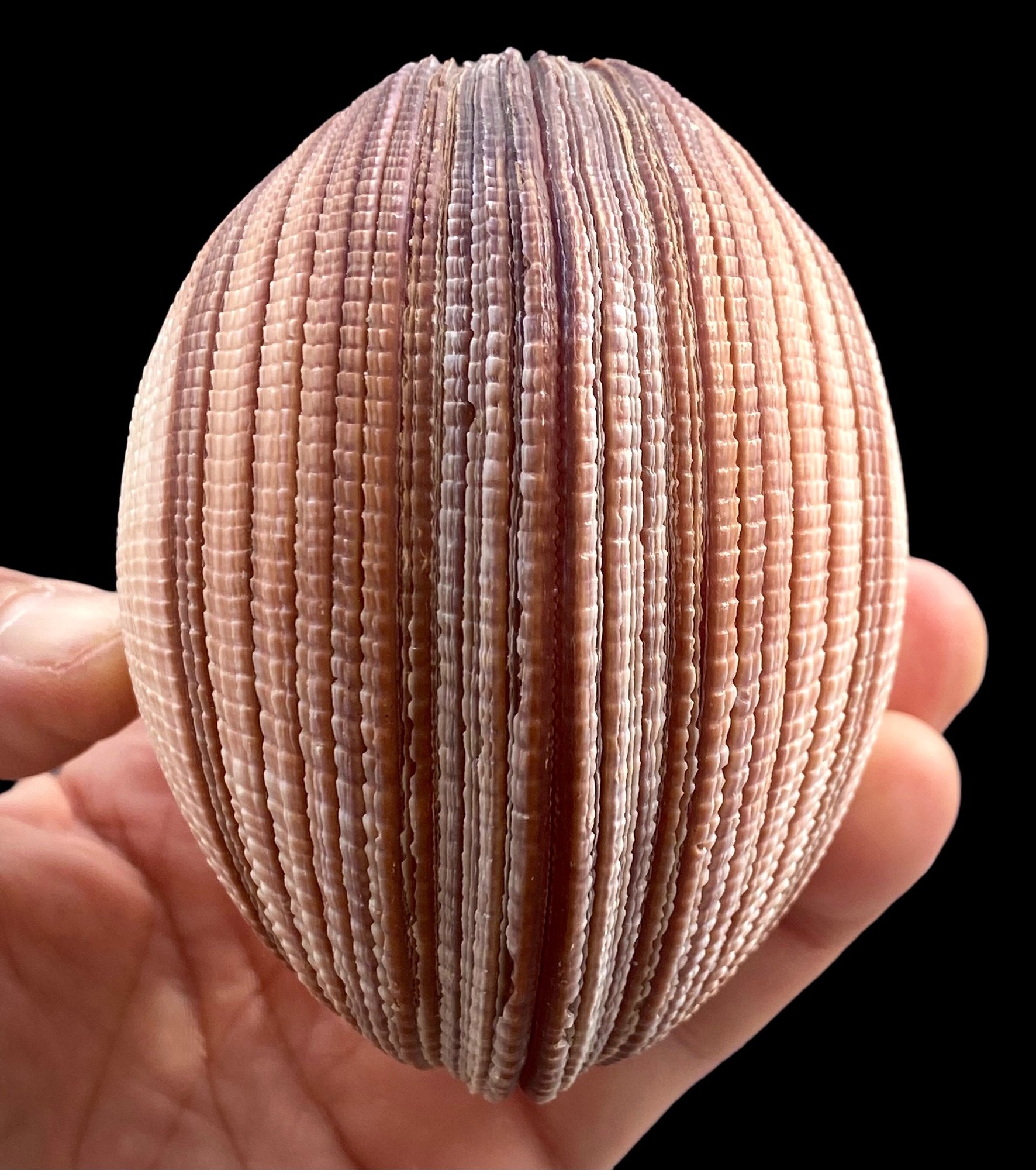 Antigona Magnifica