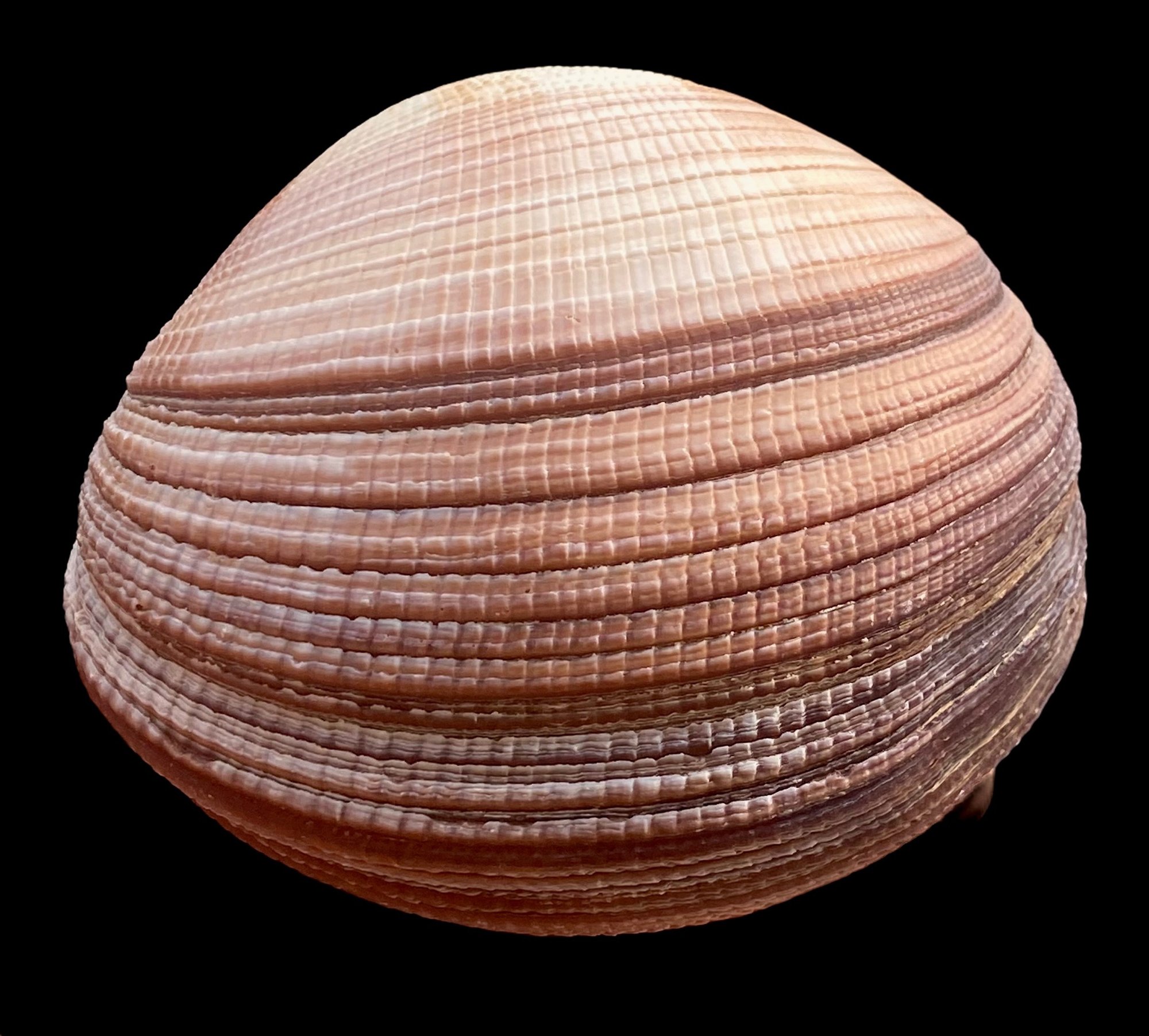 Antigona Magnifica