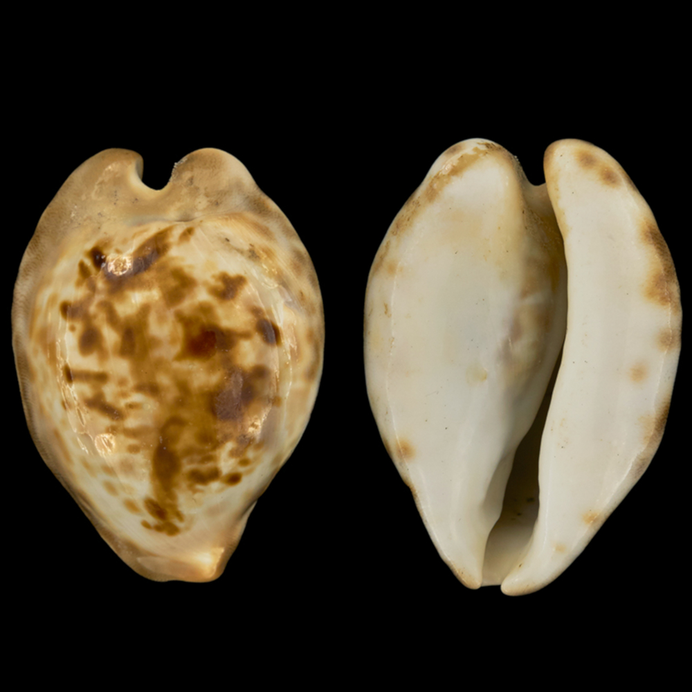 Barycypraea Teulerei - Oman