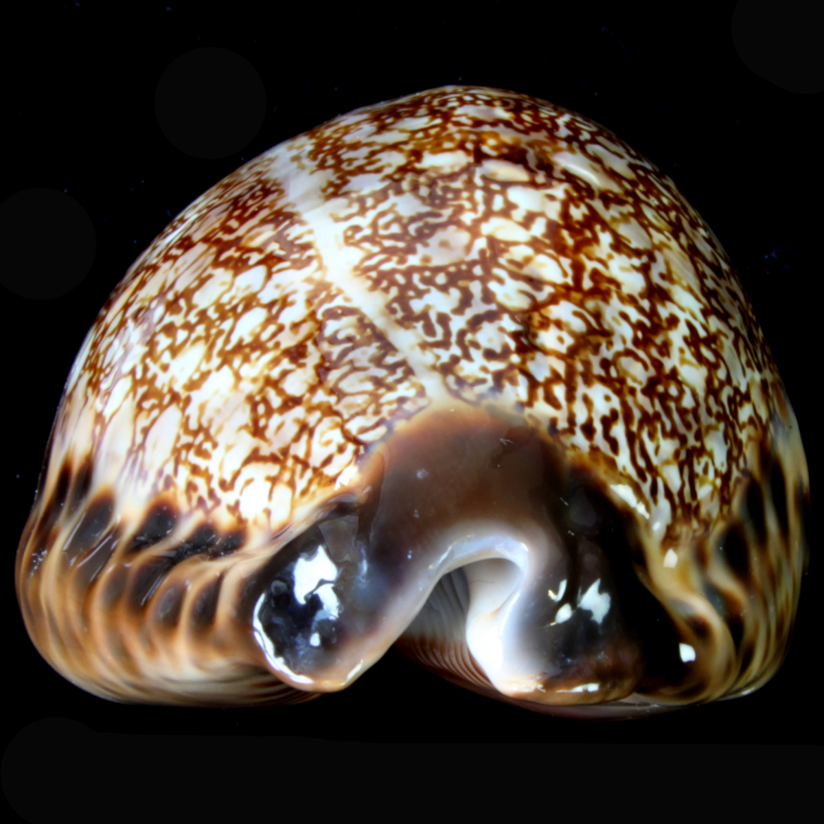 Cypraea Arabica Immanis - Madagascar