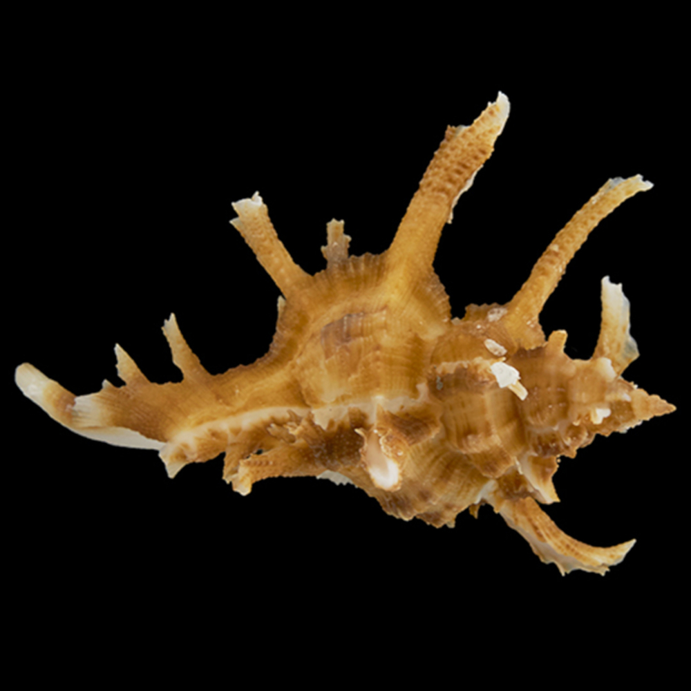 Chicoreus Axicornis - Indonesia