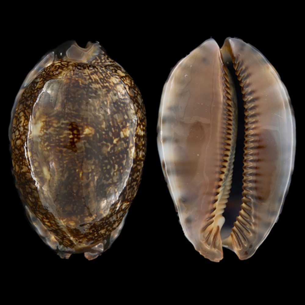 Mauritia Arabica Immanis - Madagascar