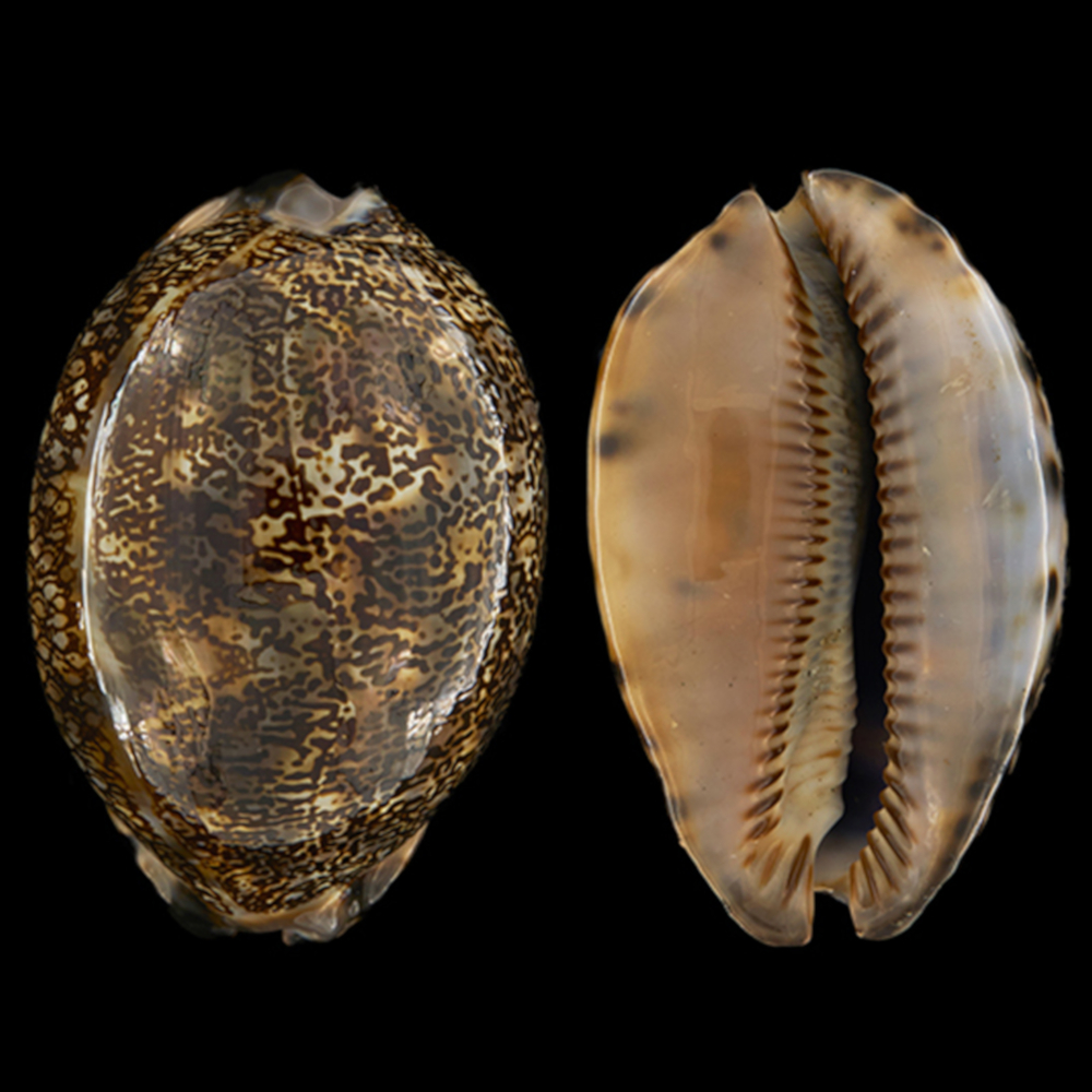 Mauritia Arabica Immanis - Madagascar