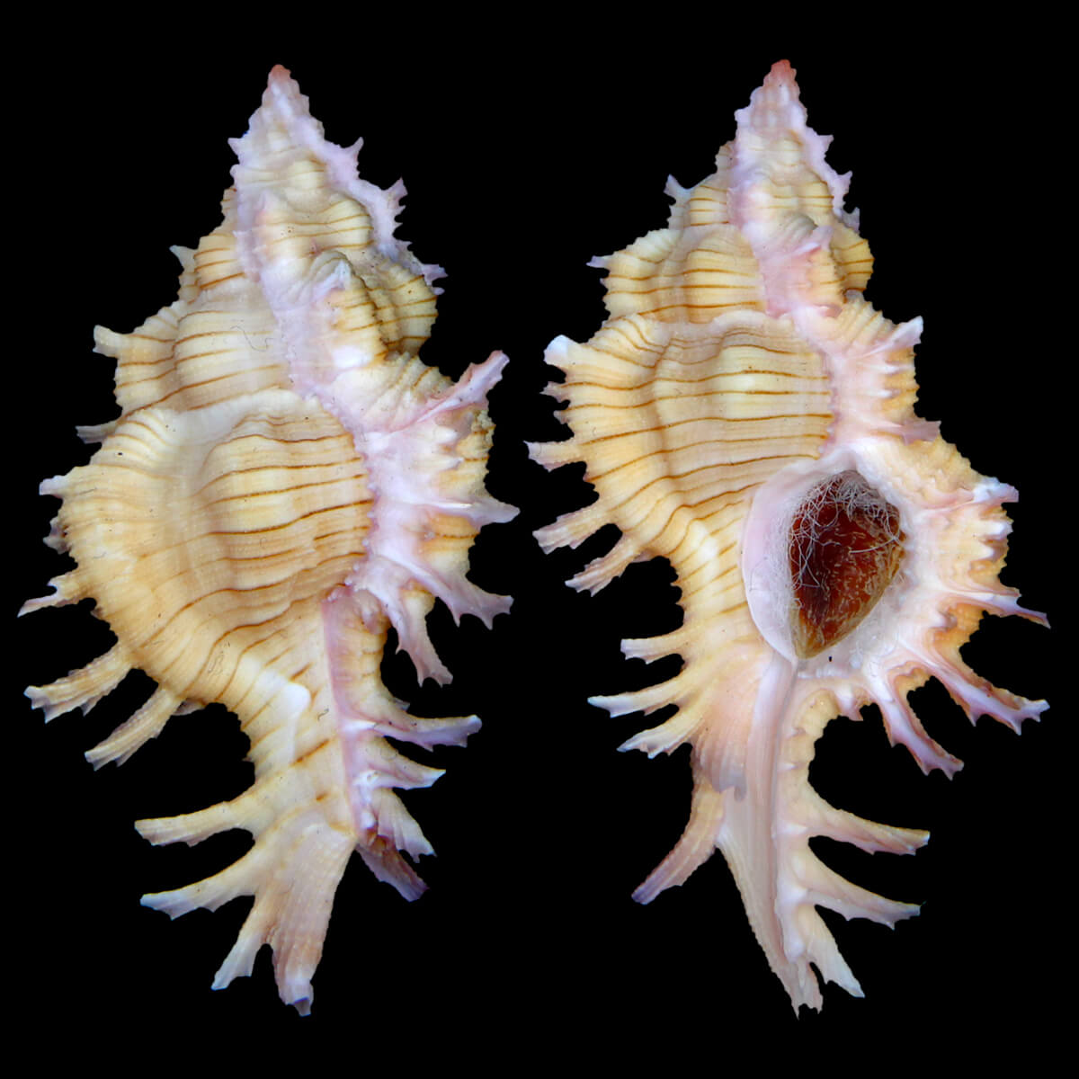 Chicoreus Aculeatus