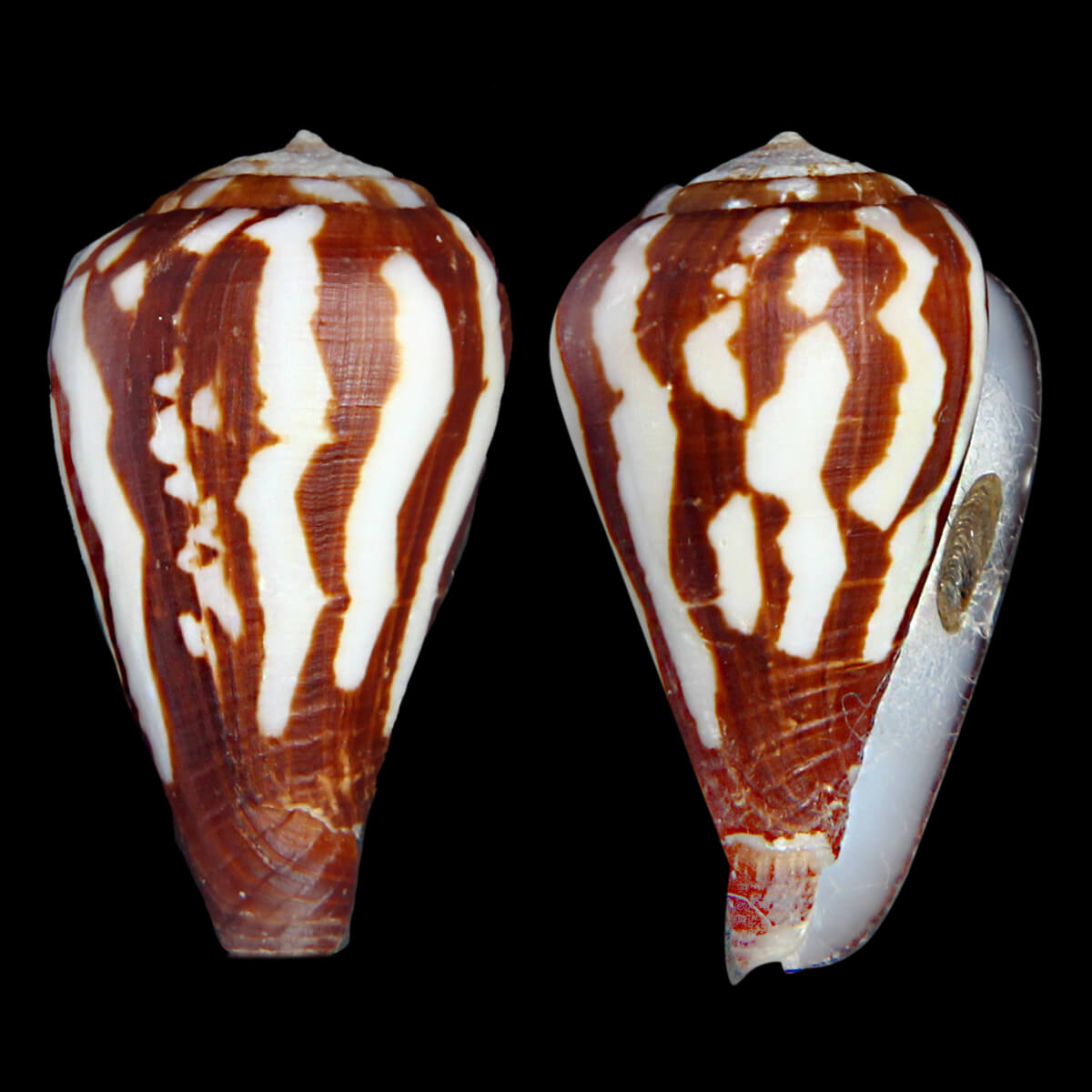 Conus Bulbus