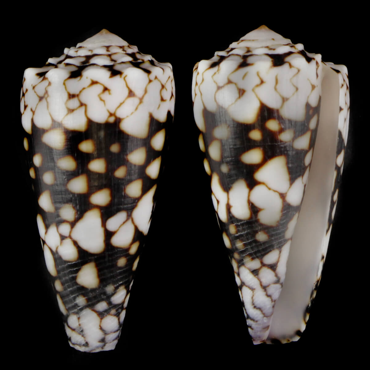 Conidae Conus Bandanus