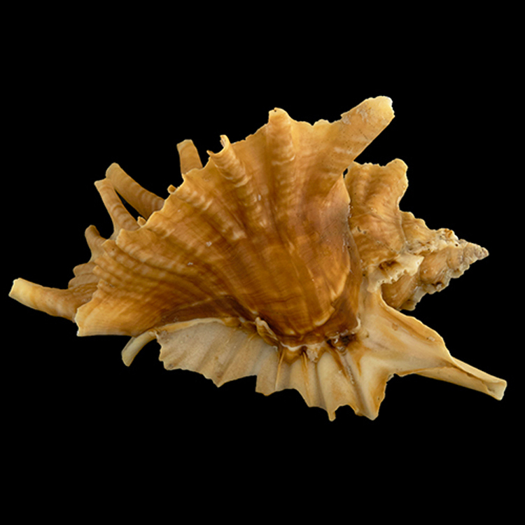 Ceratostoma Burnetti - Corea