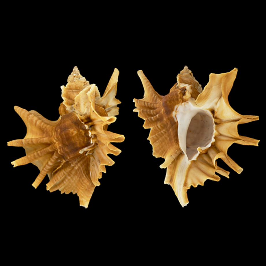 Ceratostoma Burnetti - Corea