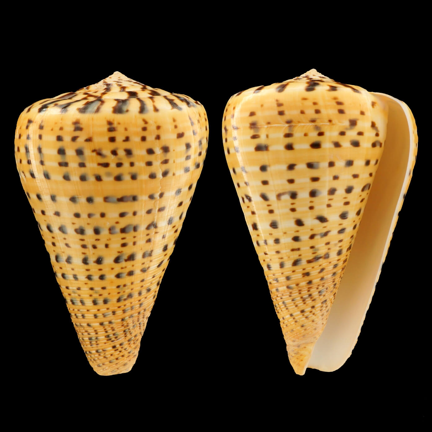 Conidae Conus Betulinus