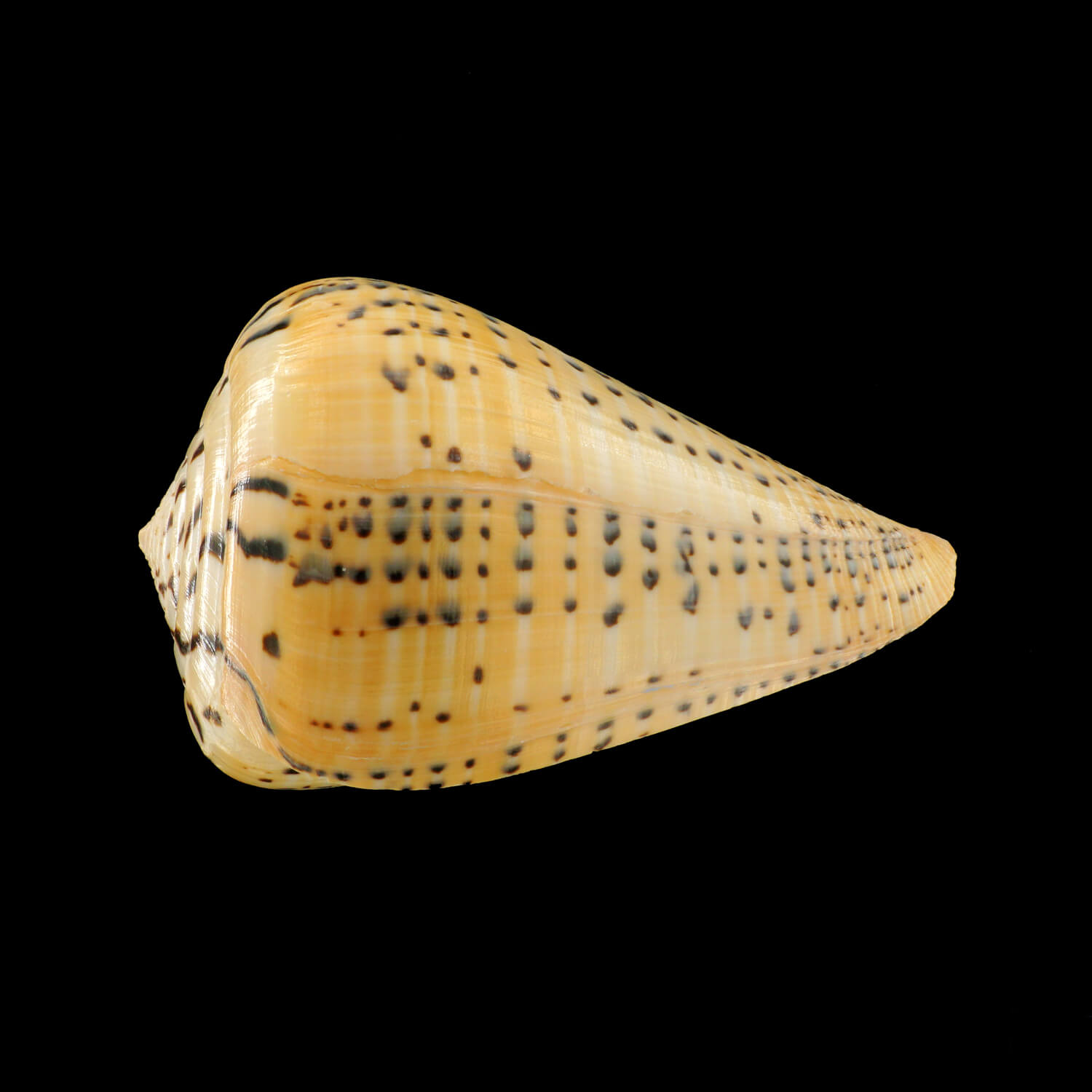 Conidae Conus Betulinus