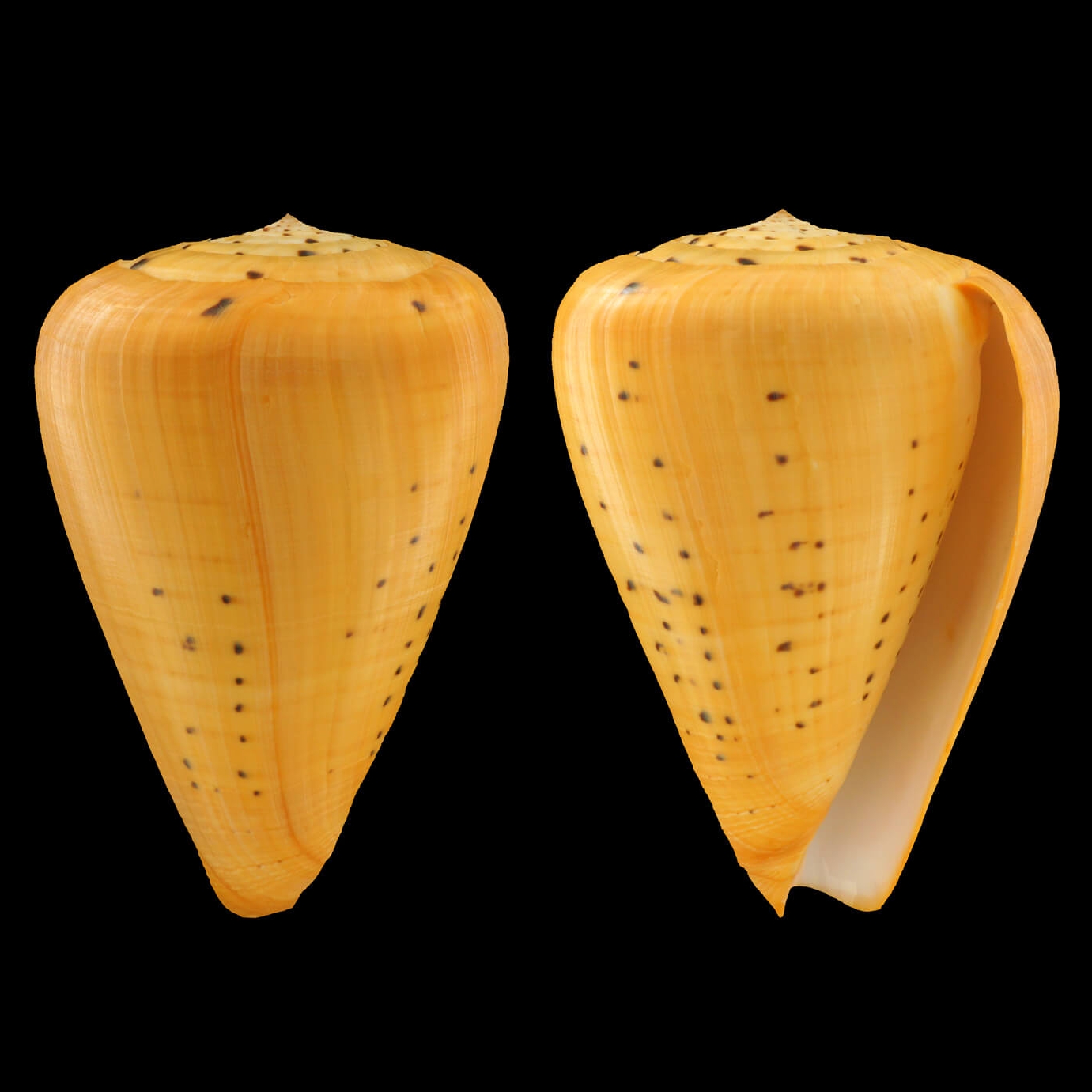 Conidae Conus Betulinus