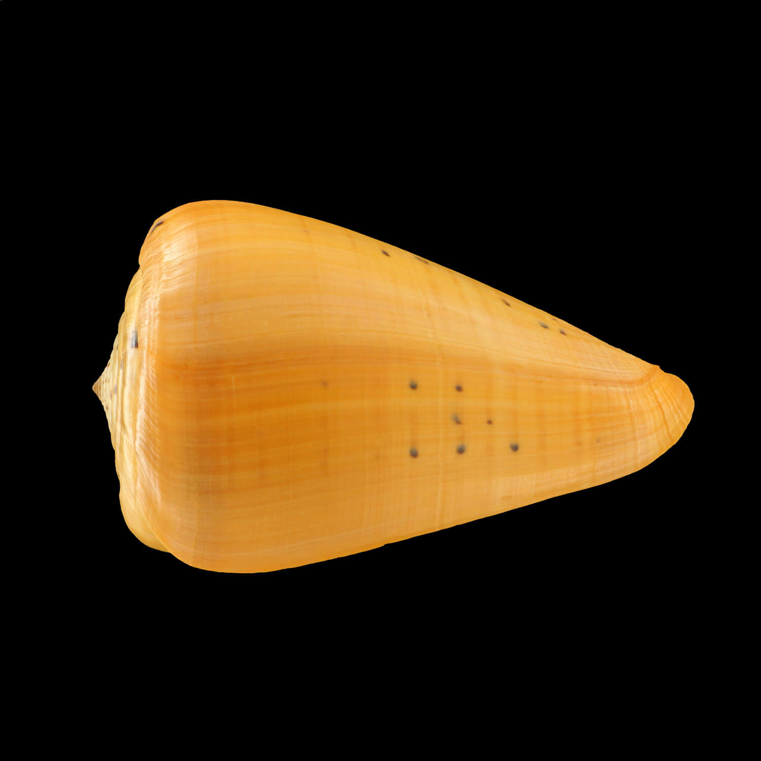 Conidae Conus Betulinus