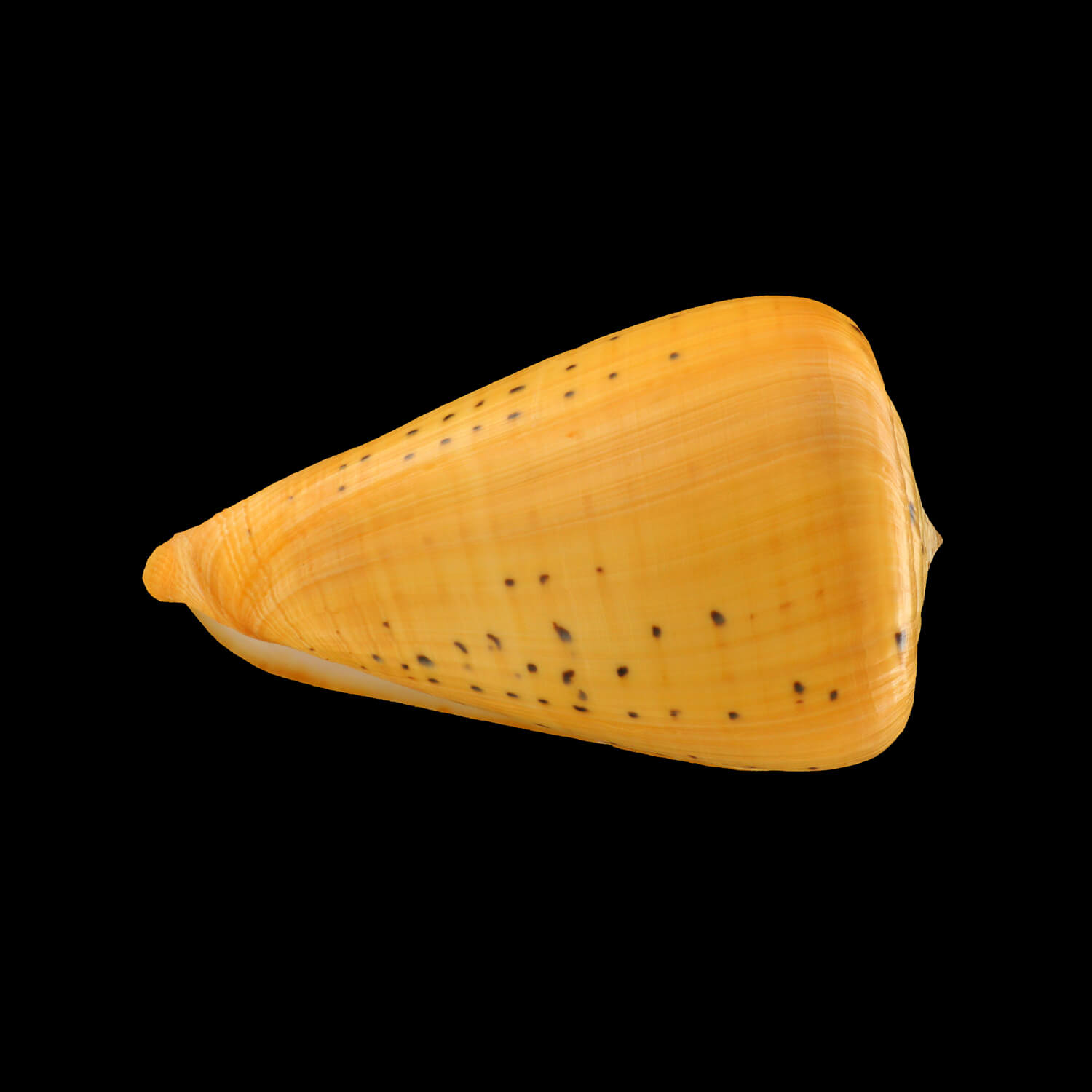 Conidae Conus Betulinus