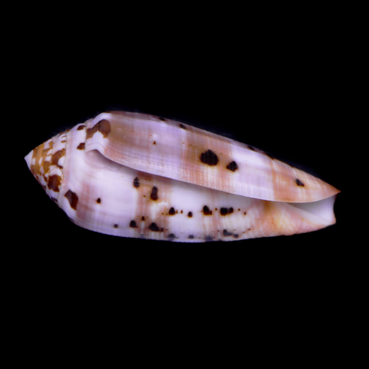 Conus Circumcisus