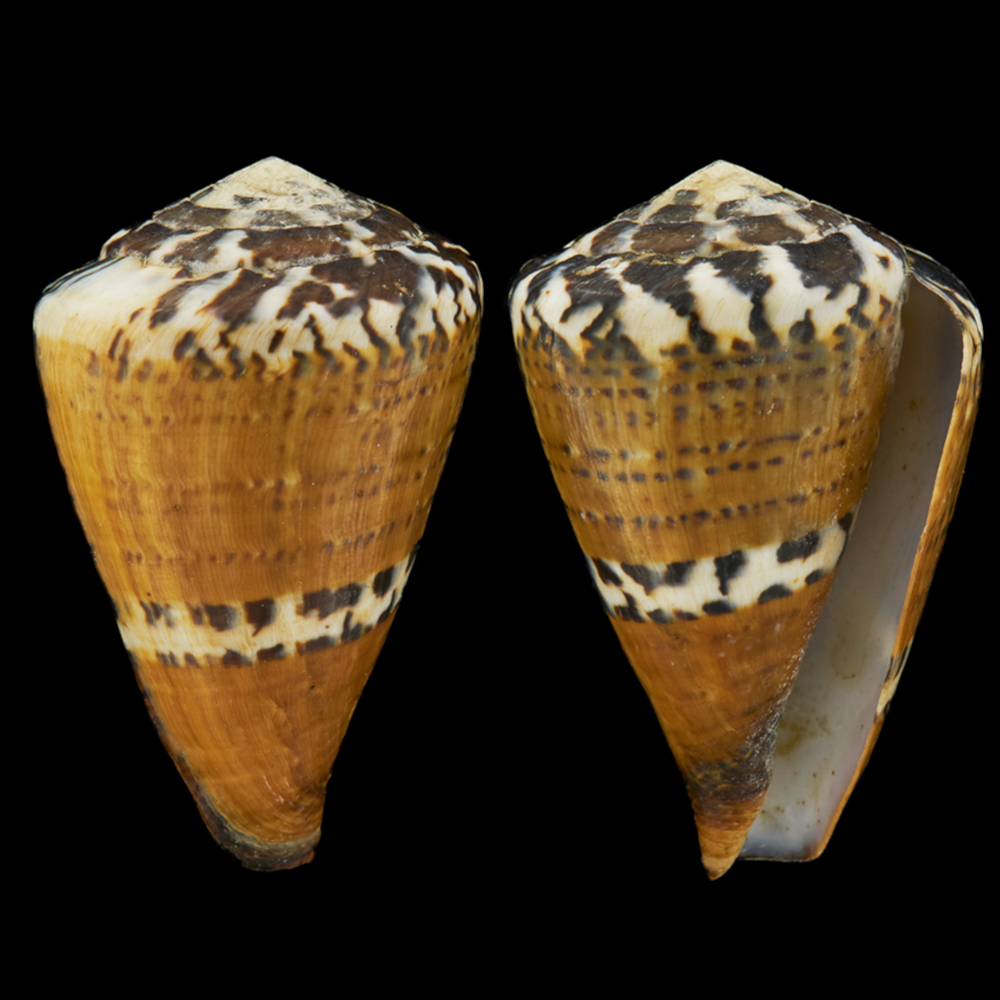 Conus Capitaneus - Madagascar