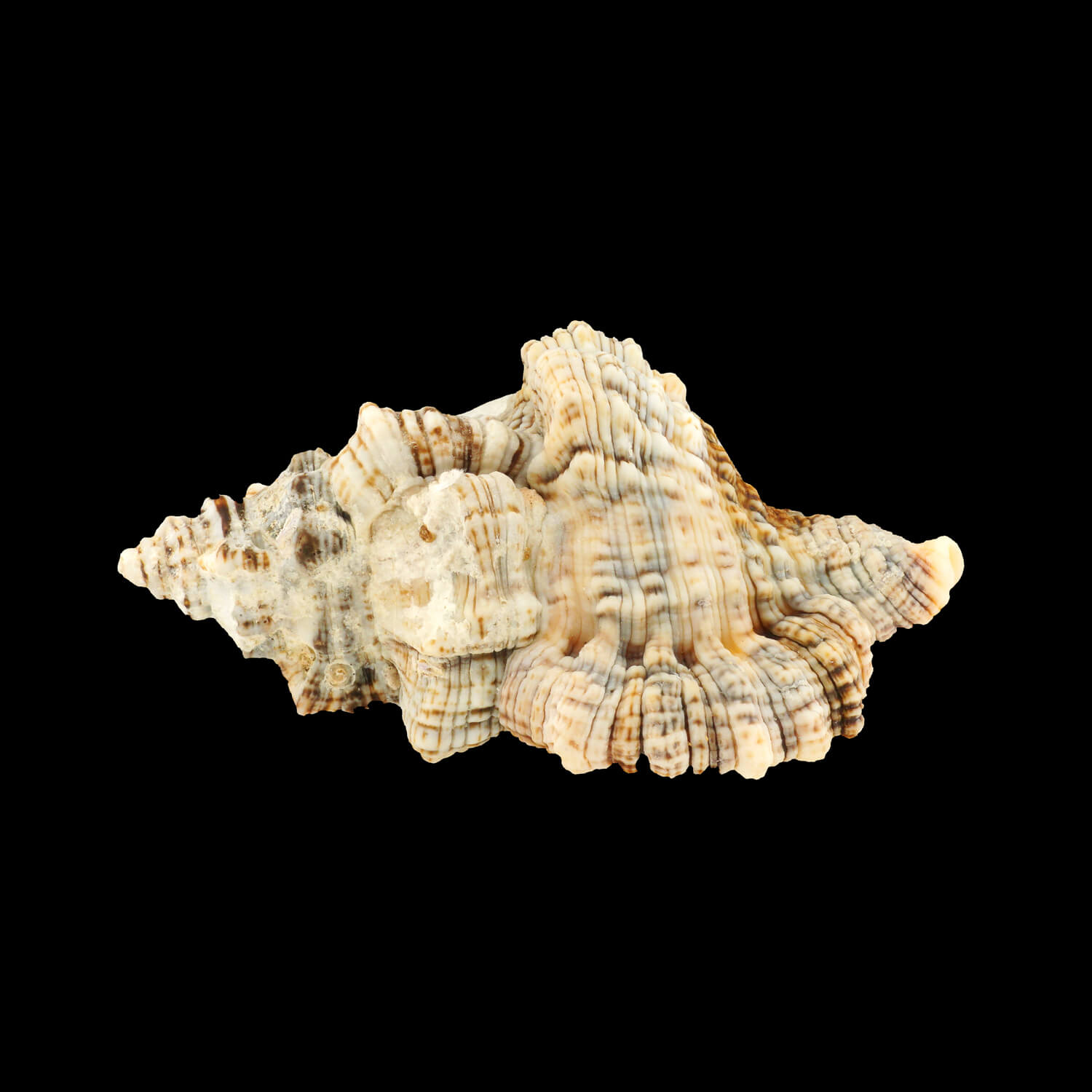 Cymatiidae Cymatium Nicobaricum