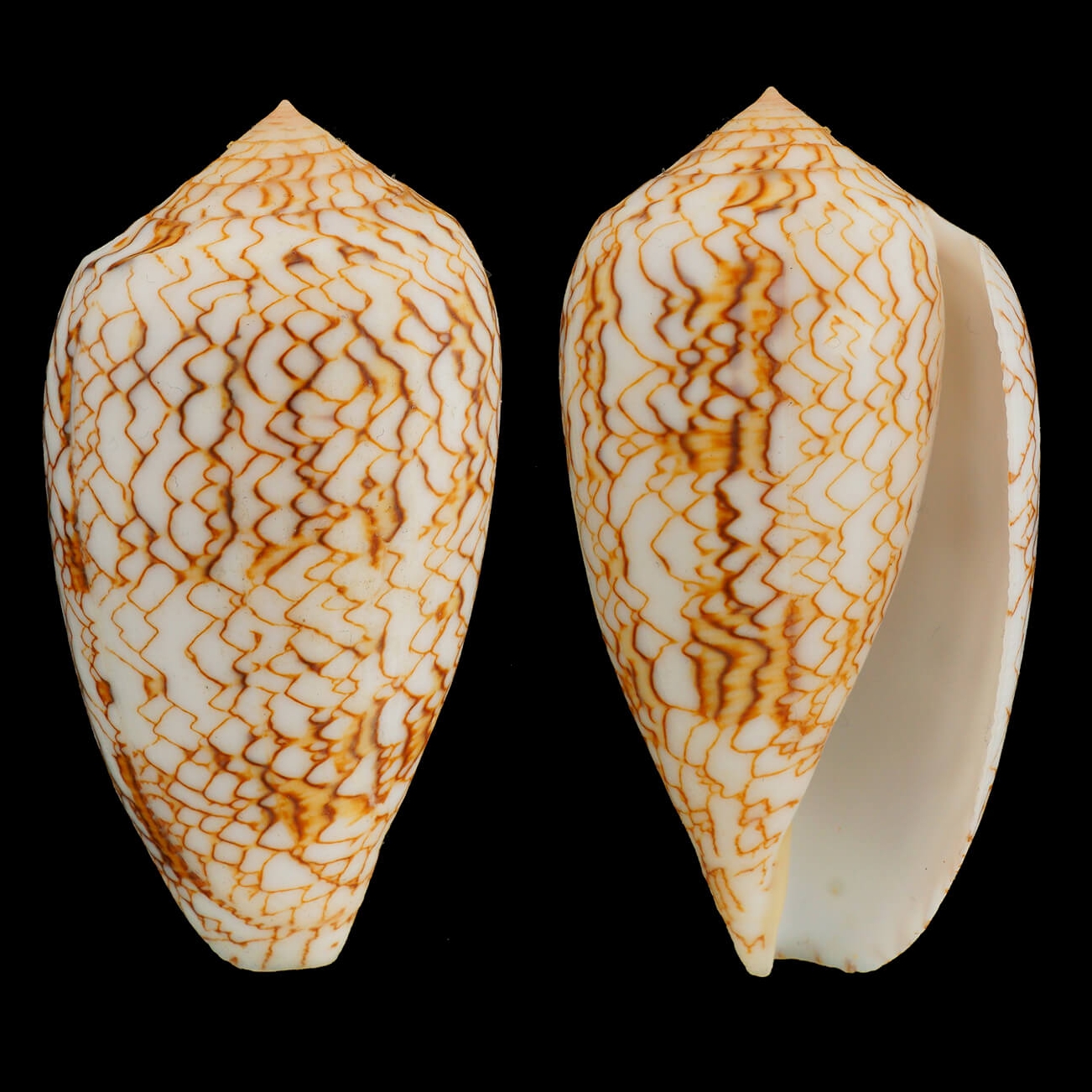 Conus Textile Scriptus