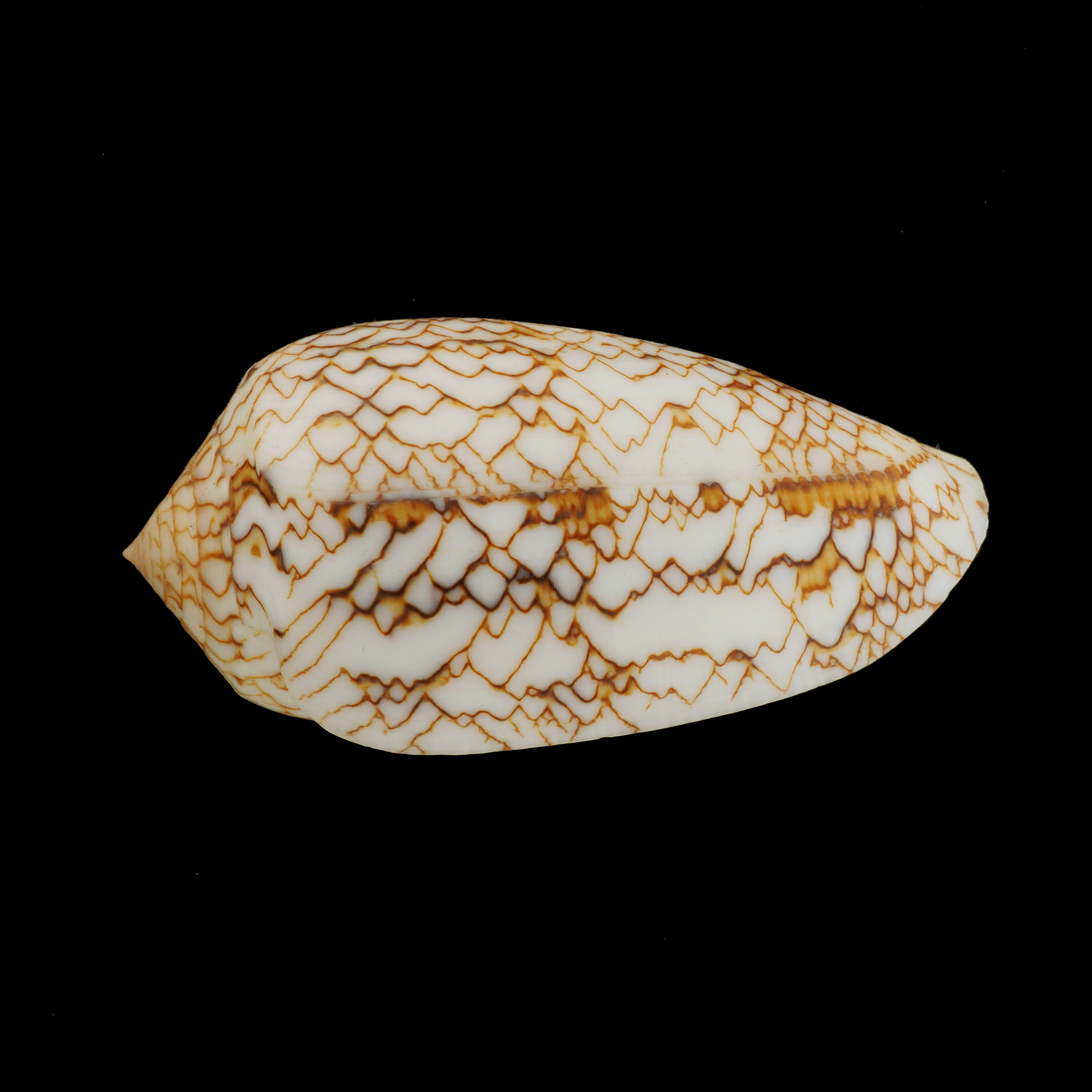 Conus Textile Scriptus