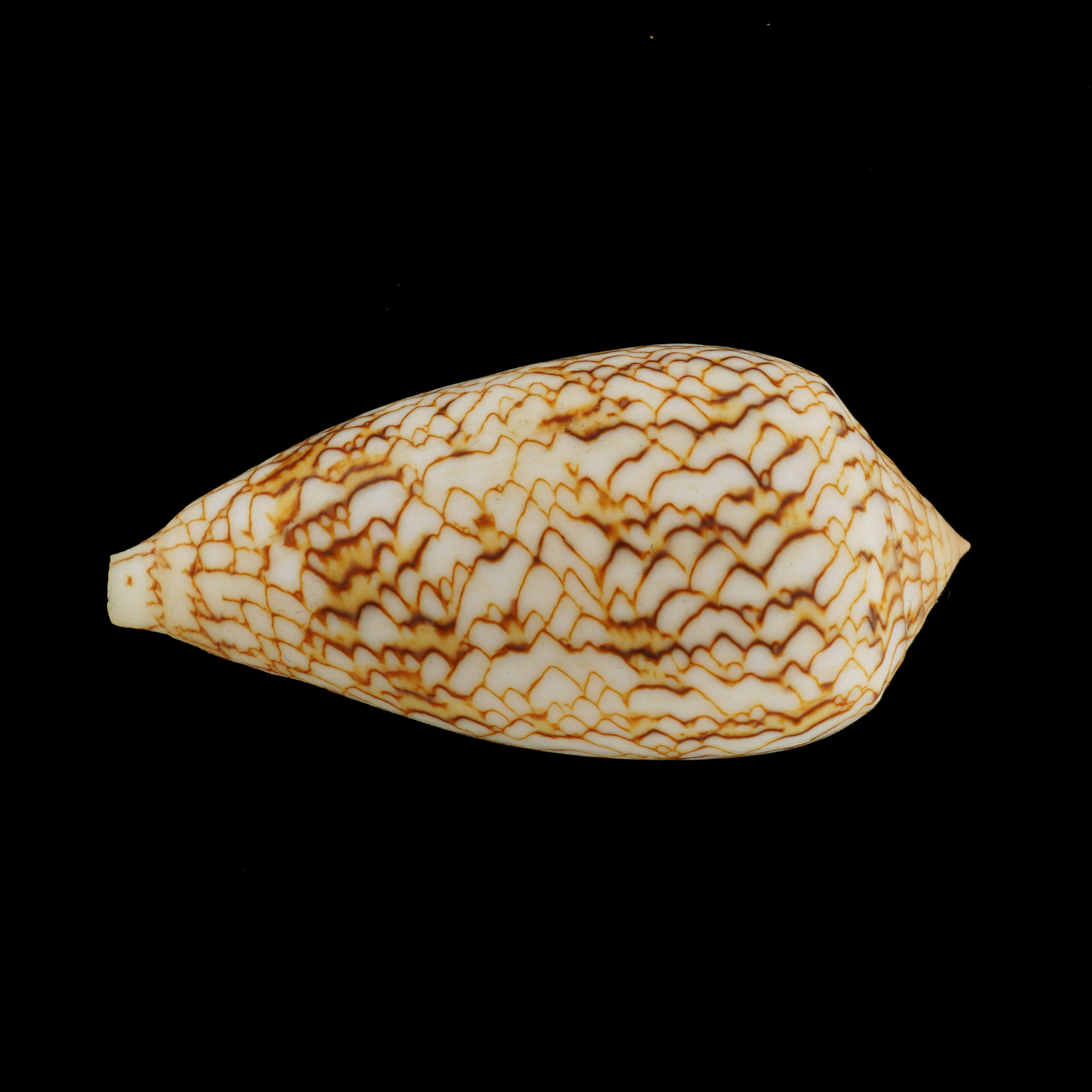 Conus Textile Scriptus