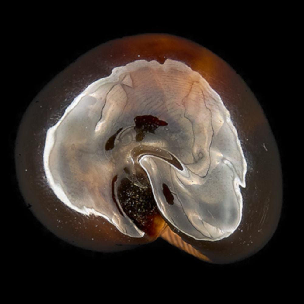 Erronea Adusta - Madagascar