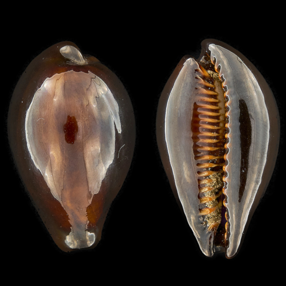 Erronea Adusta - Madagascar