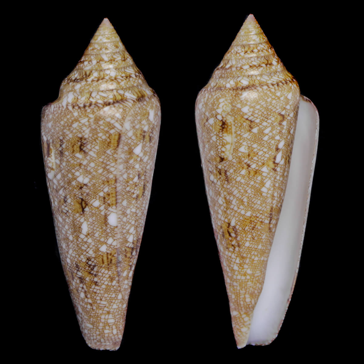 Conus Gloriamaris