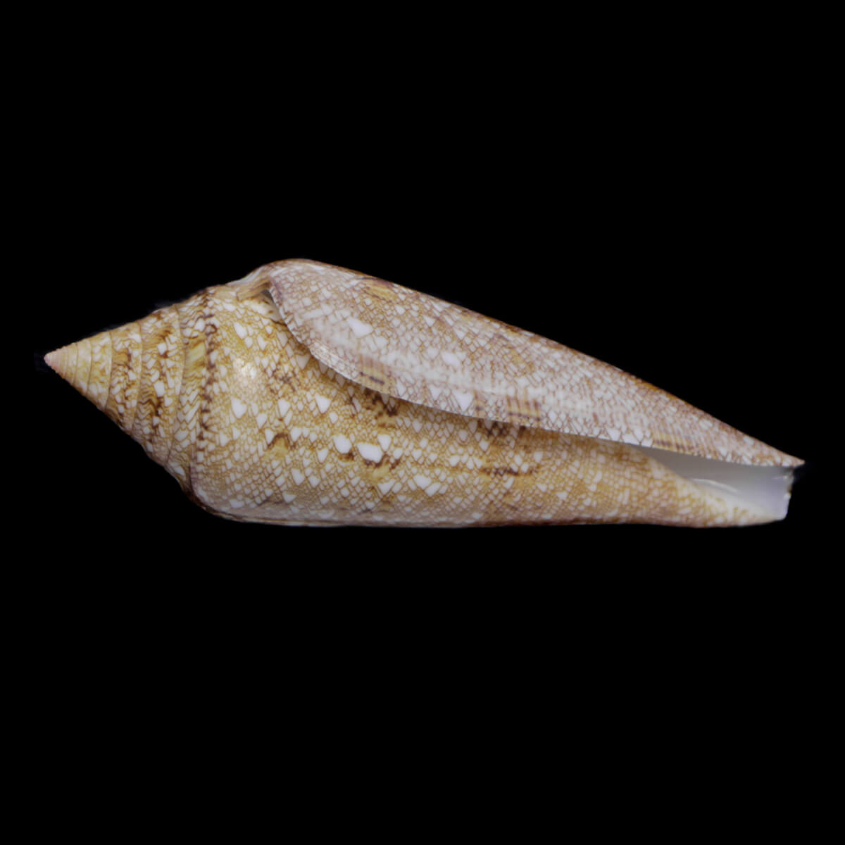 Conus Gloriamaris