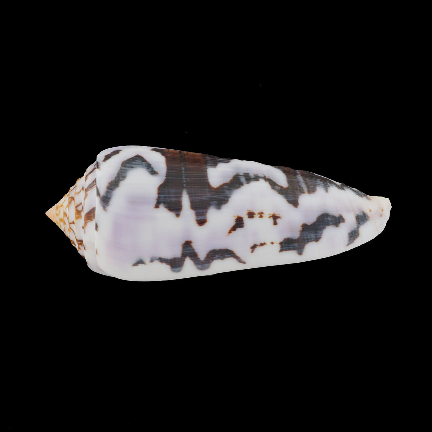 Conus Gubernator - Madagascar