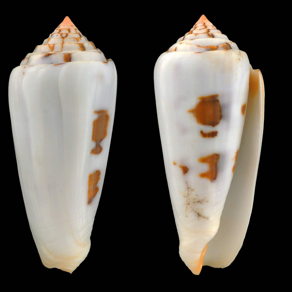 Conus Gubernator - Madagascar