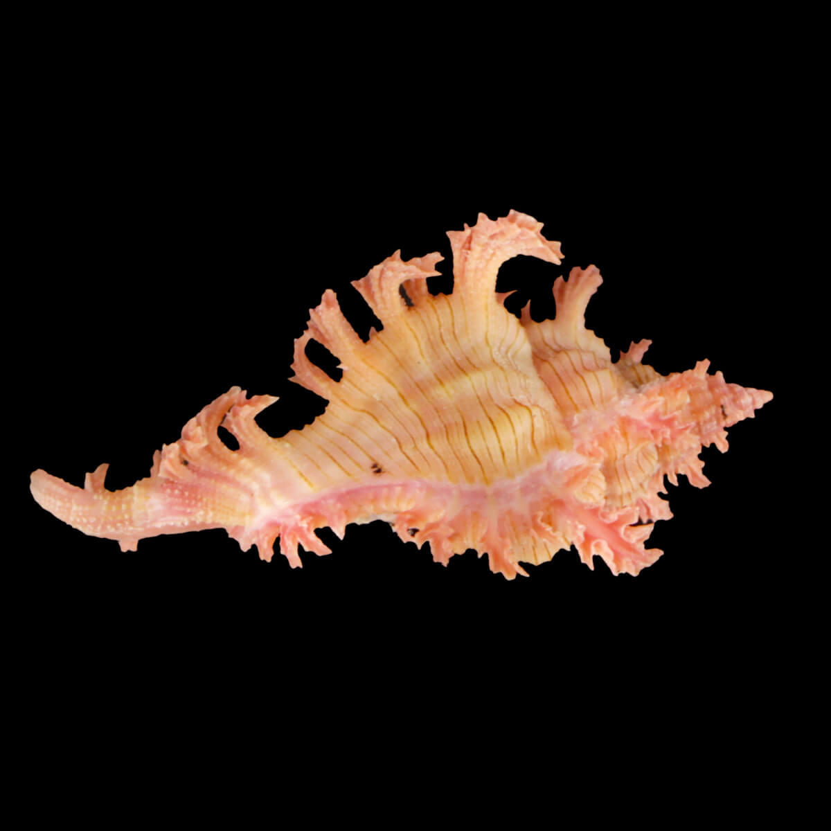 Chicoreus Nobilis