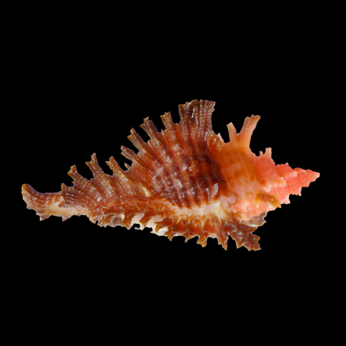 Chicoreus Strigatus