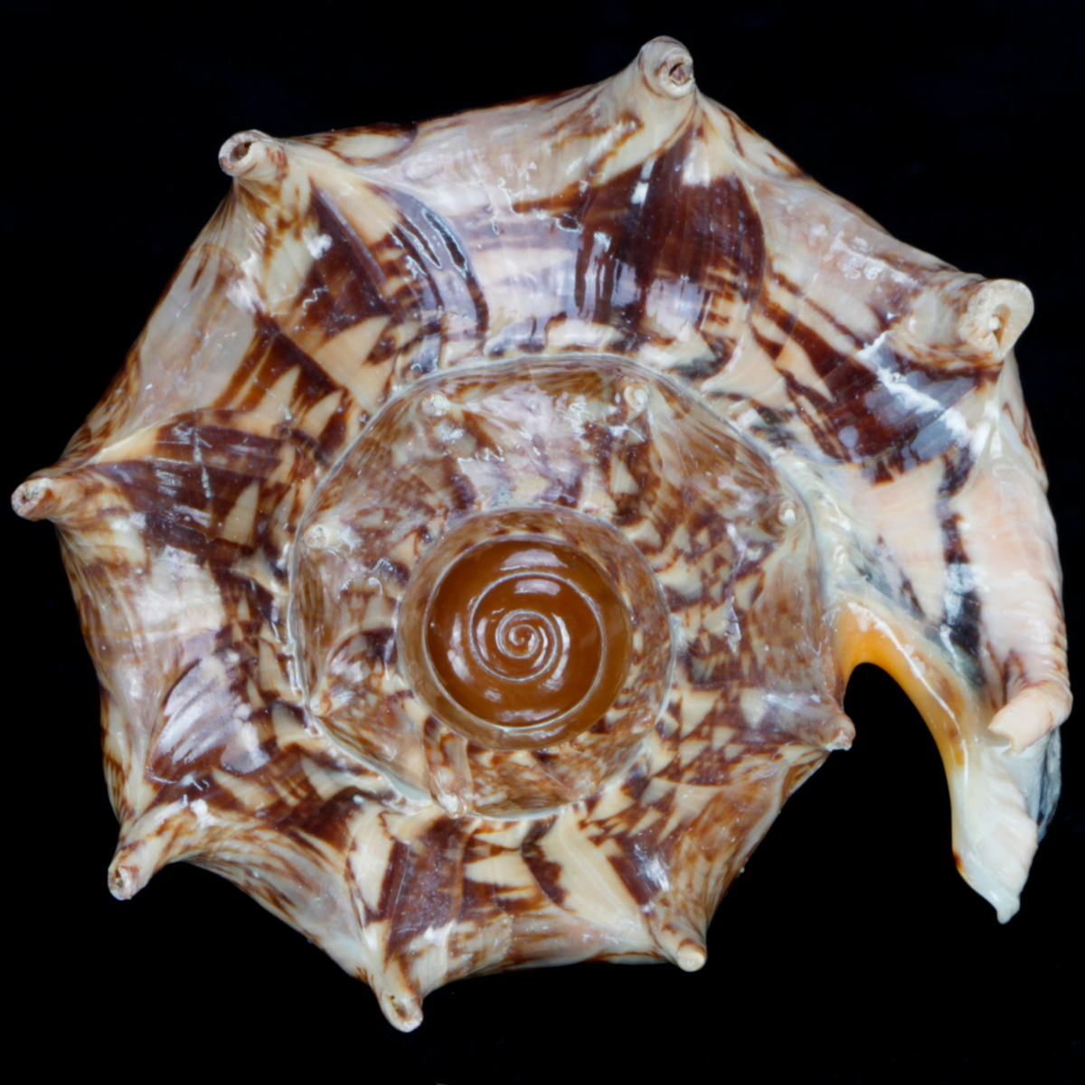 Cymbiola Imperialis - Filippine