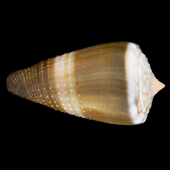 Conus Lividus