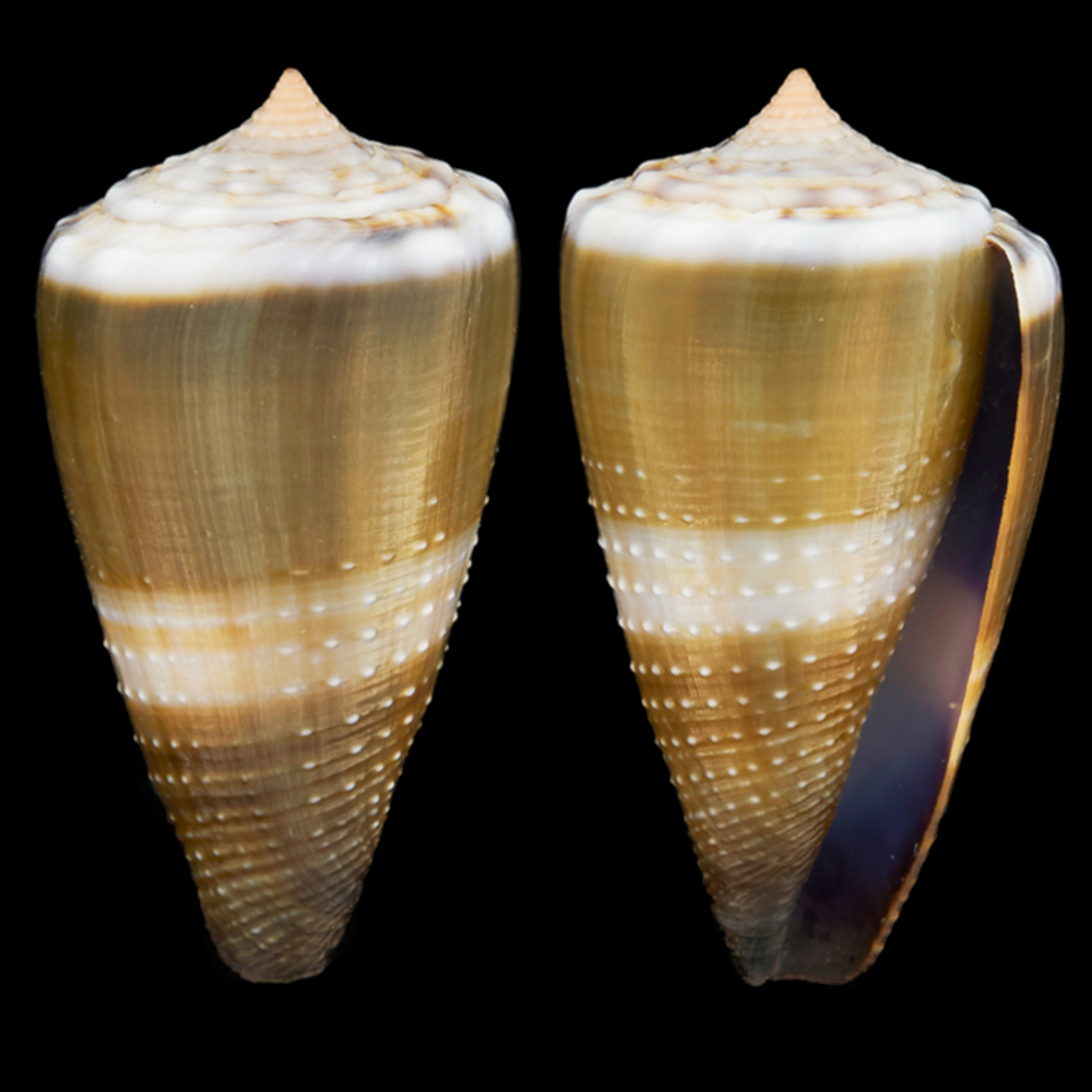 Conus Lividus