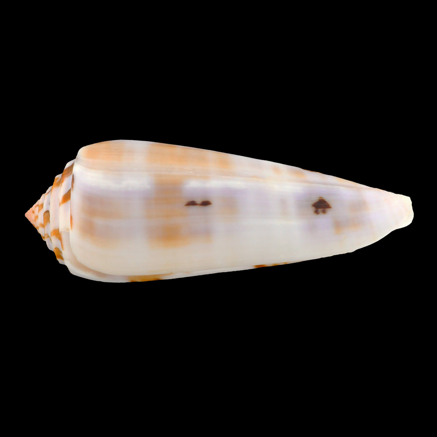 Conus Gubernator - Laguna Tulear
