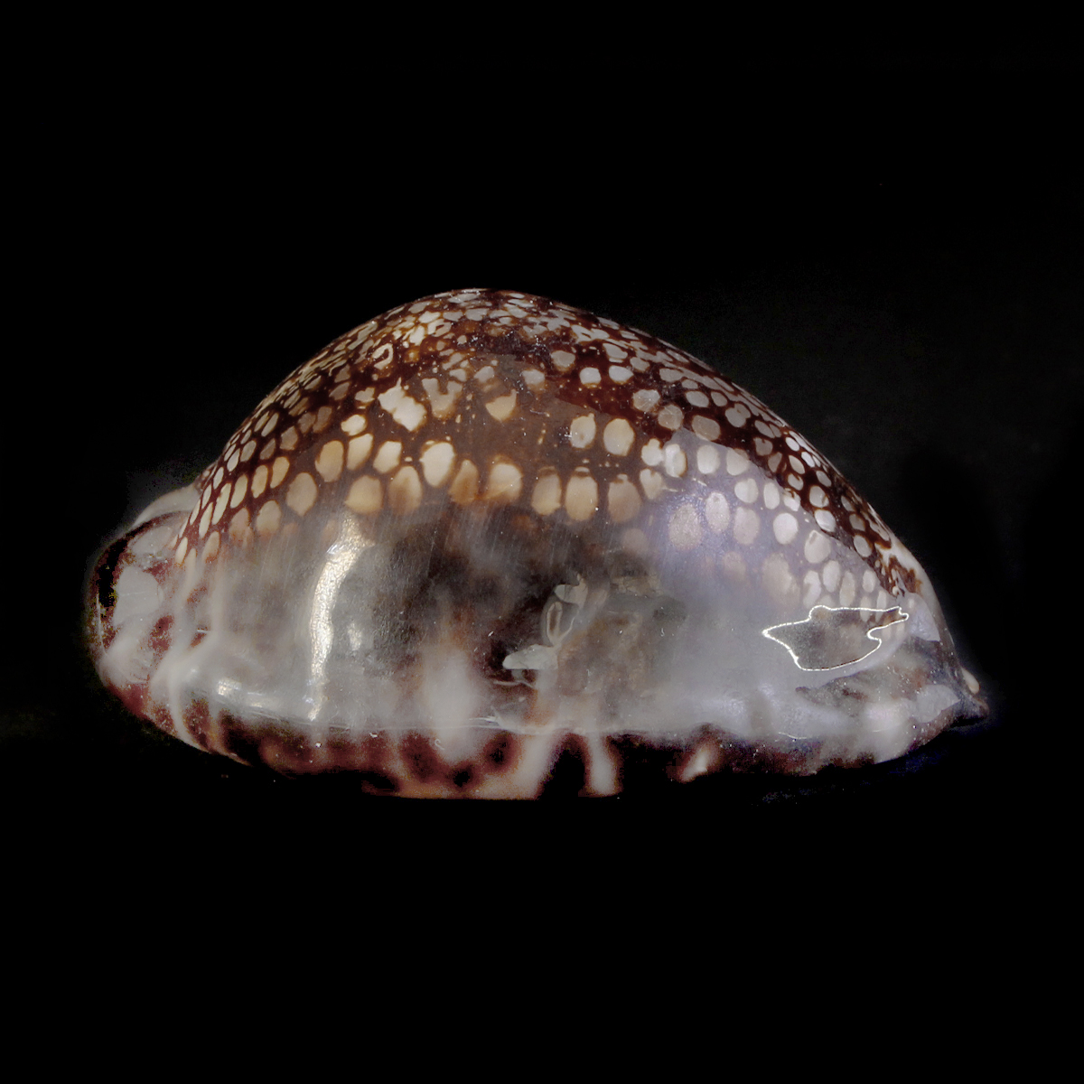 Cypraea Maculifera