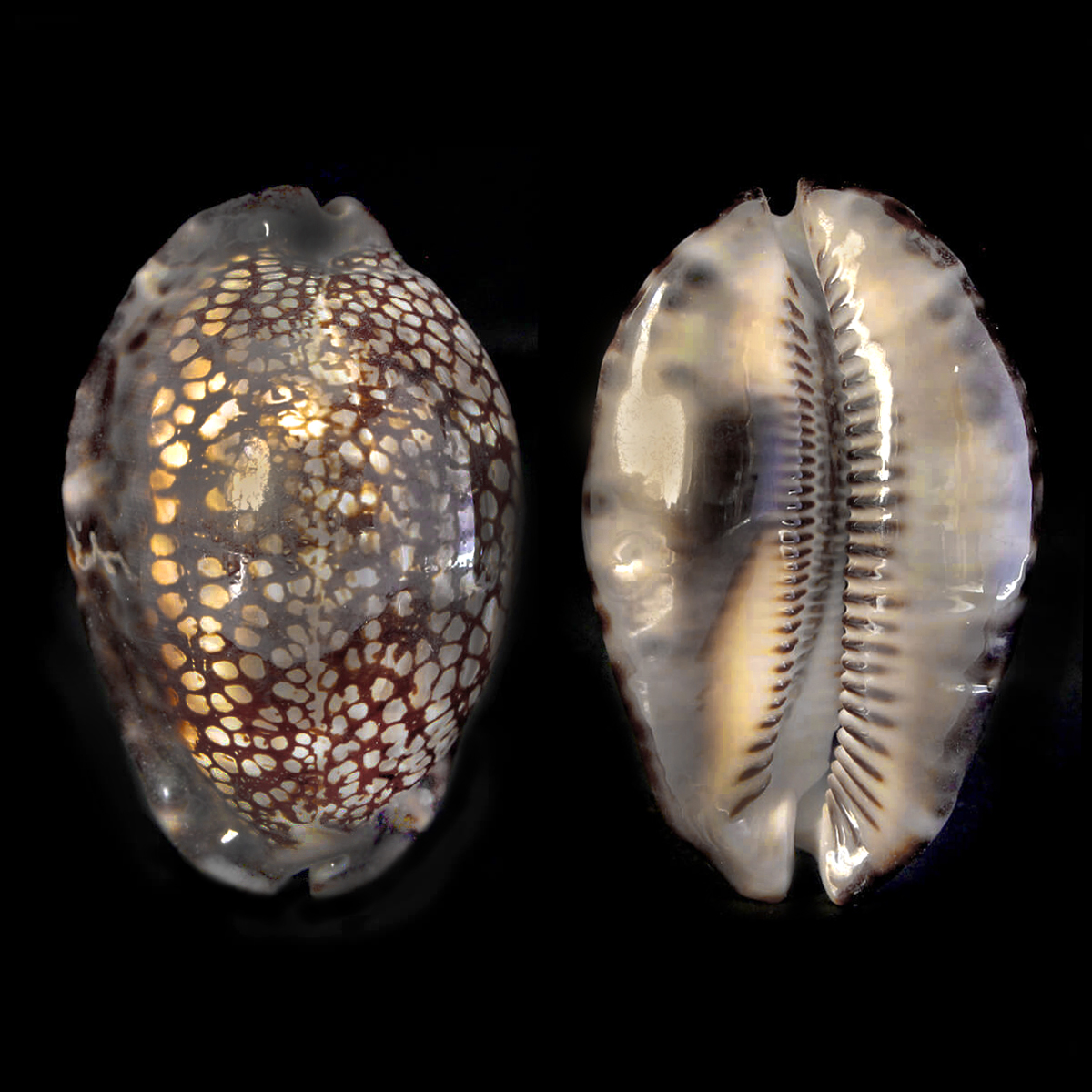 Cypraea Maculifera