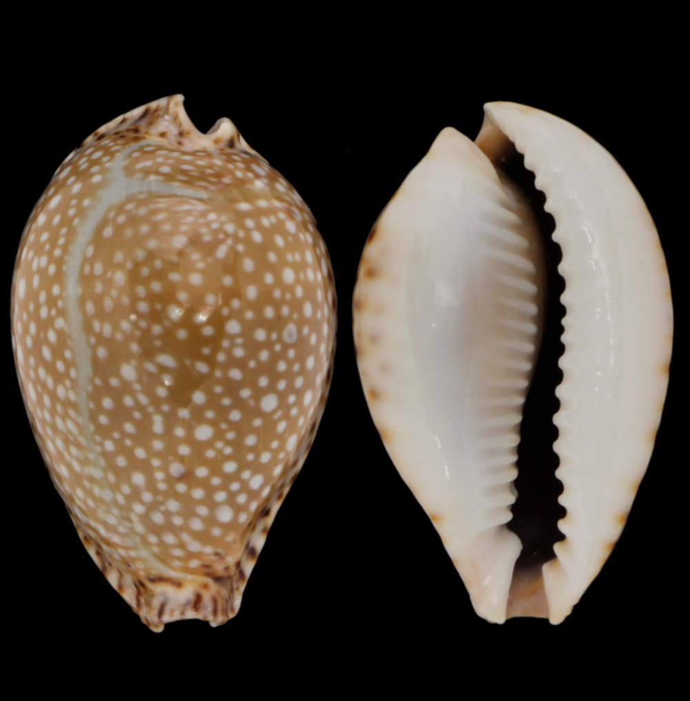 Naria Lamarckii - Madagascar