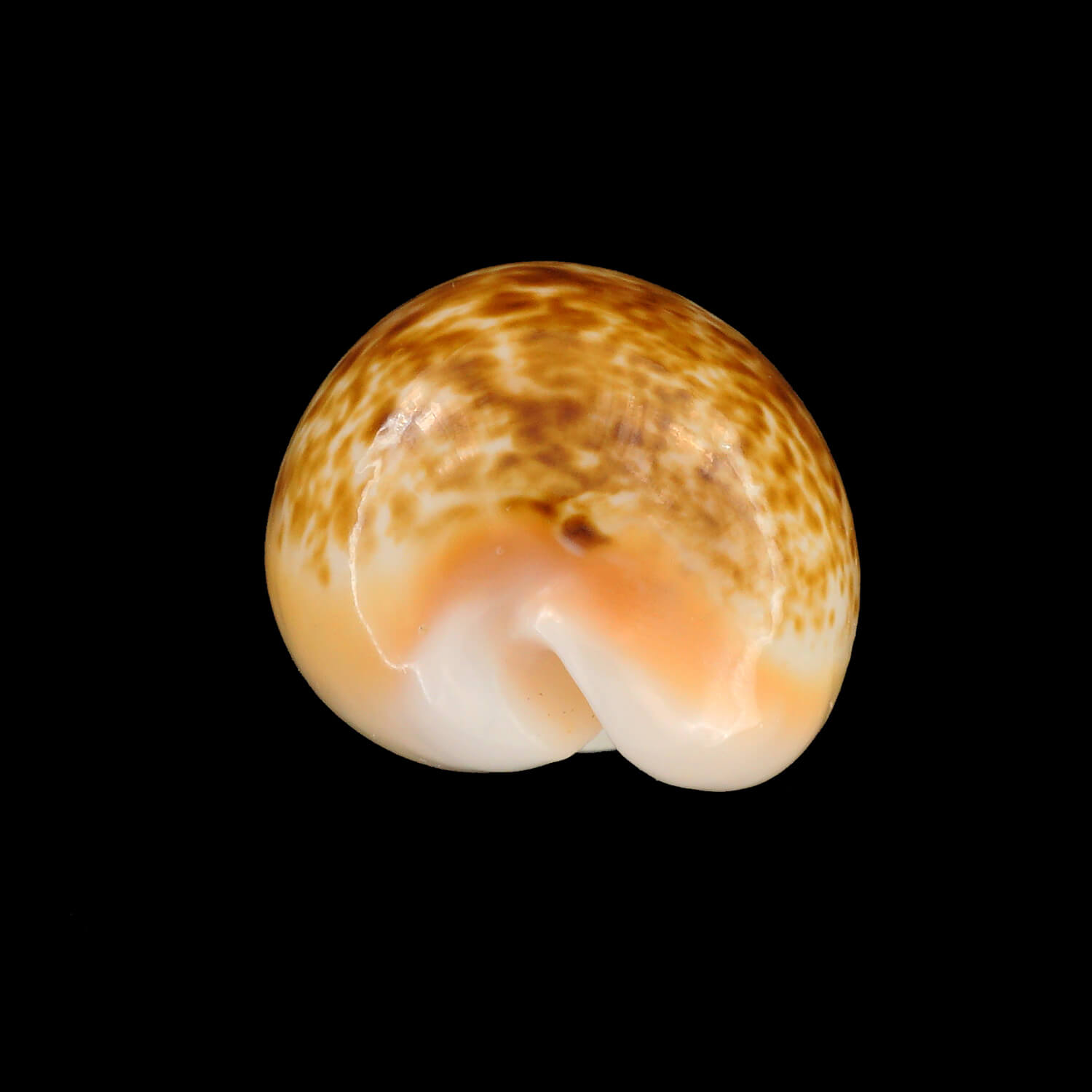 Cypraea Achatidea - Algeria