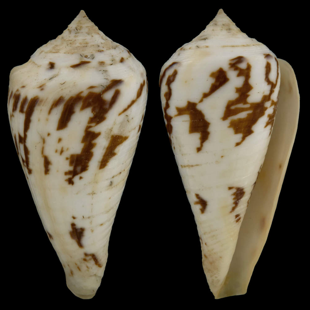Conus Pergrandis - Giappone