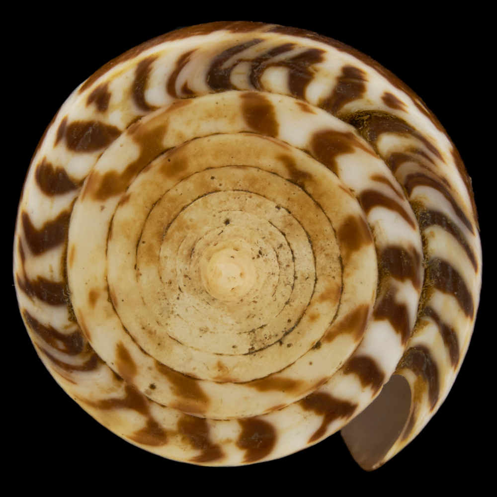 Conus (Strategoconus) Maldivus - Madagaskar